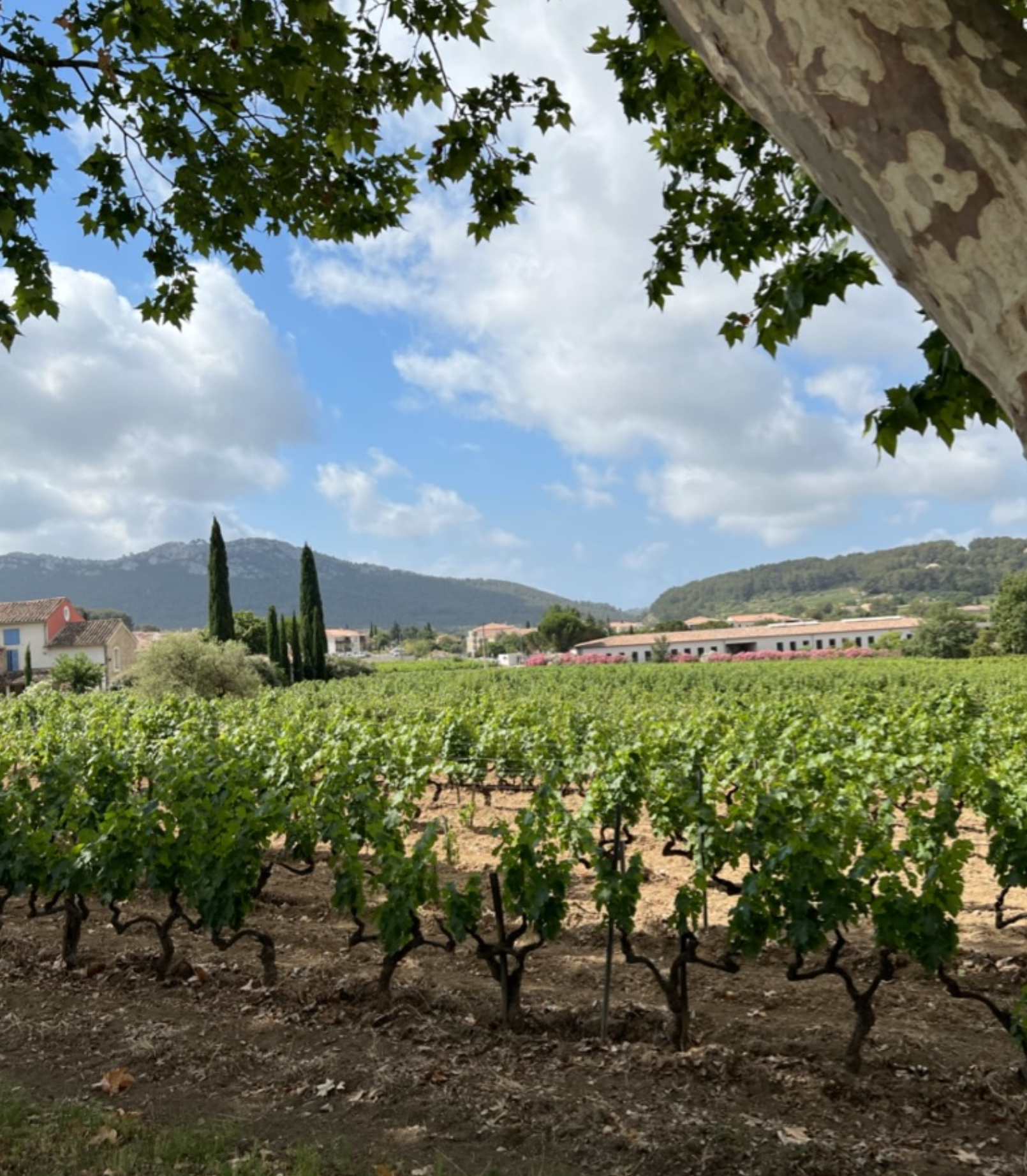CorkRules - Climate Change and the Future of Wine